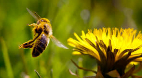 Día mundial de las abejas: Una dulce celebración - Colegio Monte María